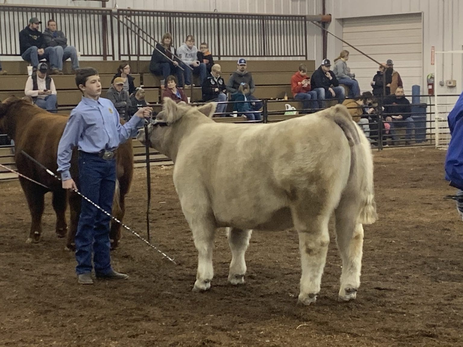 FFA SHOWS WELL AT KINGFISHER COUNTY LIVESTOCK SHOW - Your Hometown News